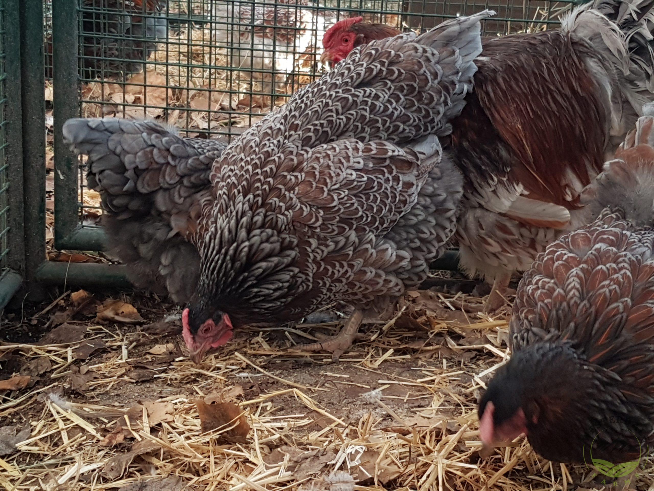 20201102_162749 – Westerdale Farms