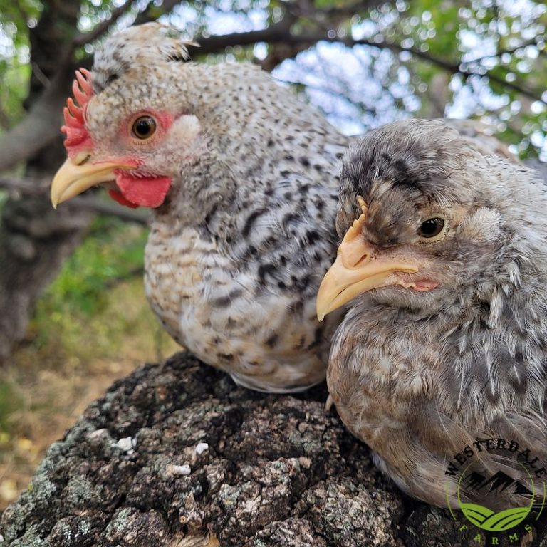Crested Cream Legbar – Westerdale Farms