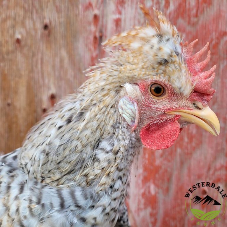 Crested Cream Legbar – Westerdale Farms