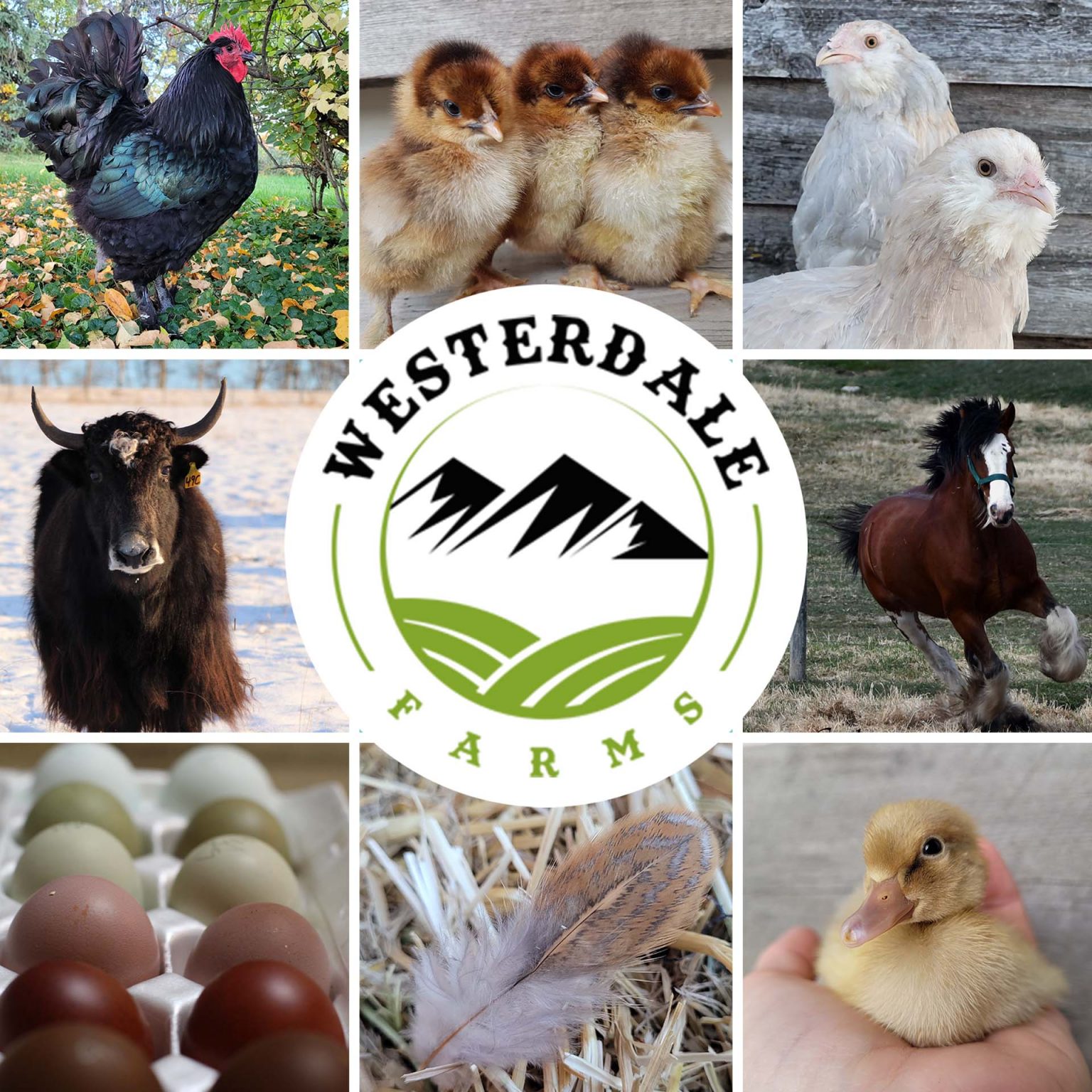 Westerdale Farms