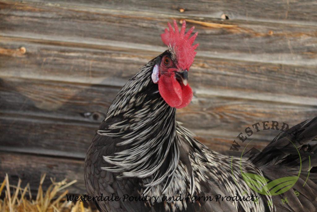 Silverudd’s Blue Swedish Isbar – Westerdale Farms