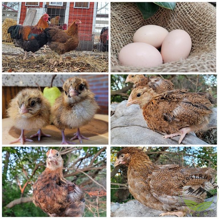 Partridge Orpington – Westerdale Farms