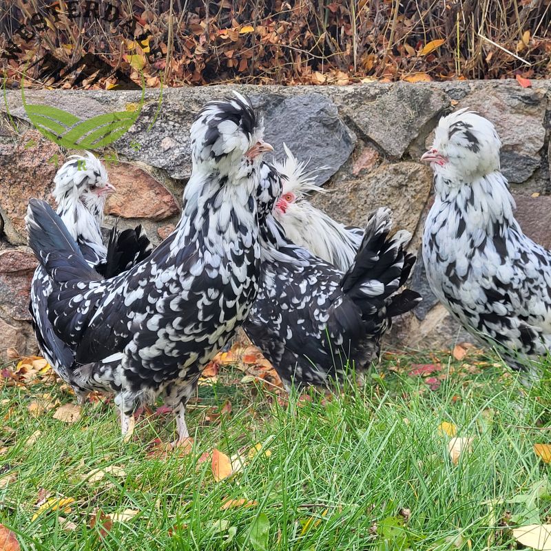 Mottled Houdan – Westerdale Farms