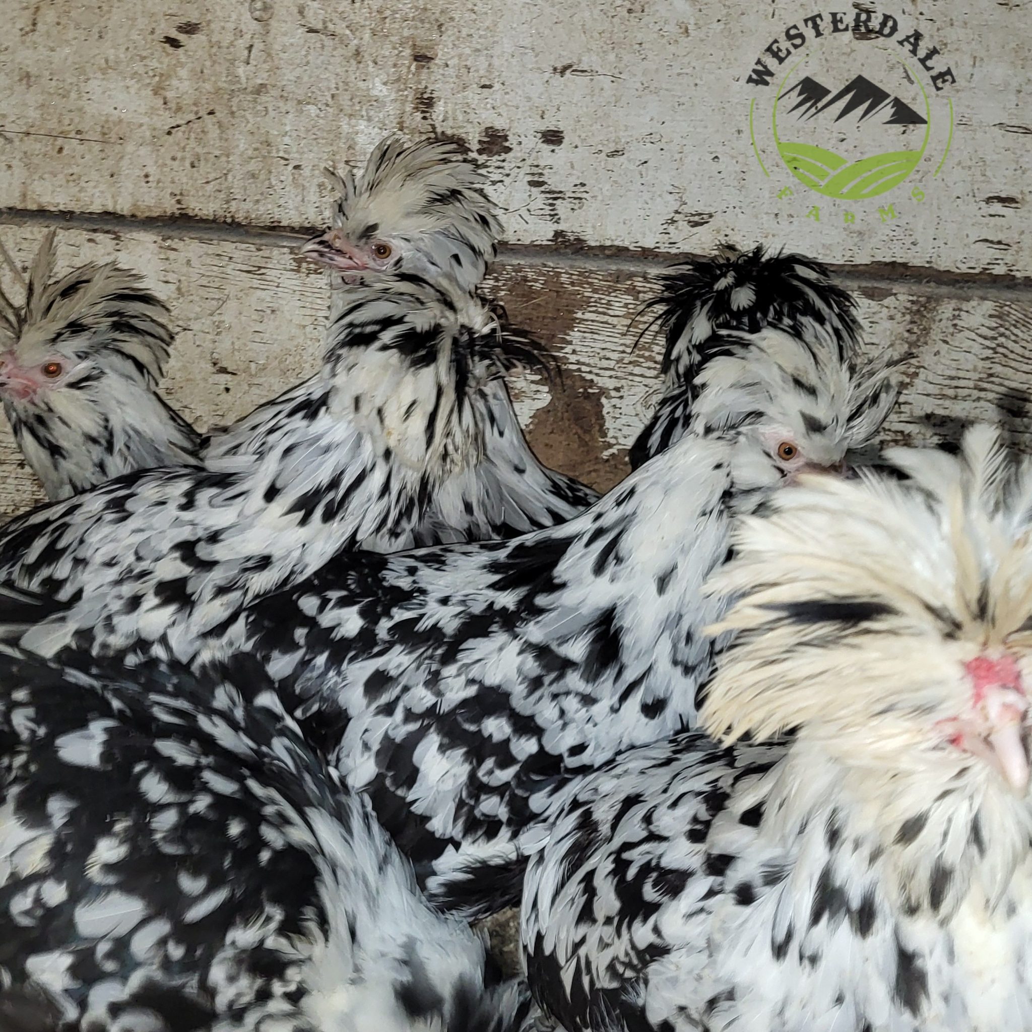 Mottled Houdan – Westerdale Farms